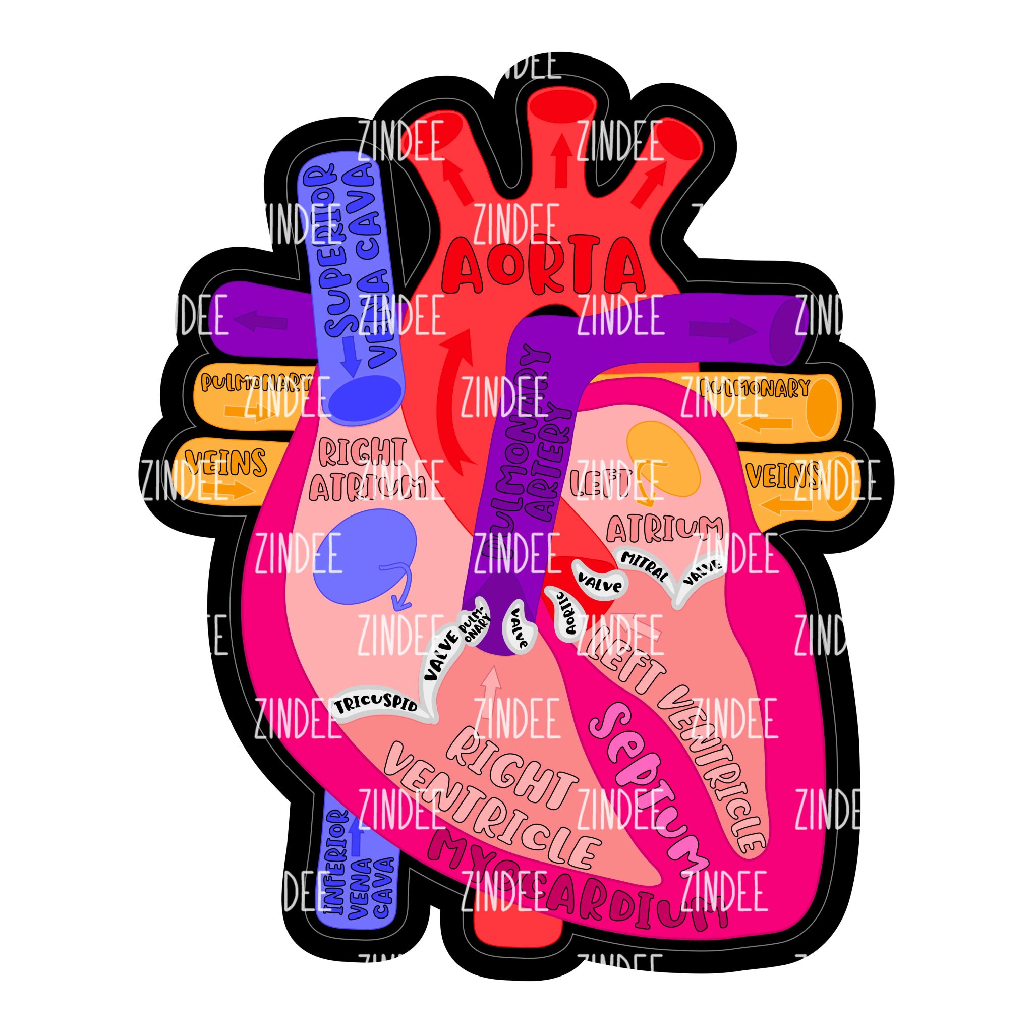 Labeled Anatomical Heart – Acrylic Badge Reel Blank (2″) No Hole ...